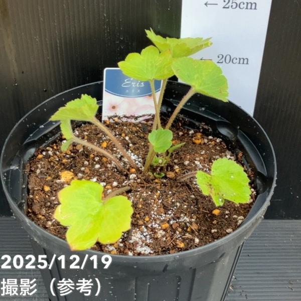 [ラナンキュラス ラックスシリーズ]ラックスは異種間交配で生まれた新しいラナンキュラスです。ラナンキュラスの育種で有名な、宮崎県の綾園芸さん人気品種で、日本フラワー・オブ・ザ・イヤー2015ガーデニング部門「最優秀賞」や第53回農林水産祭園...