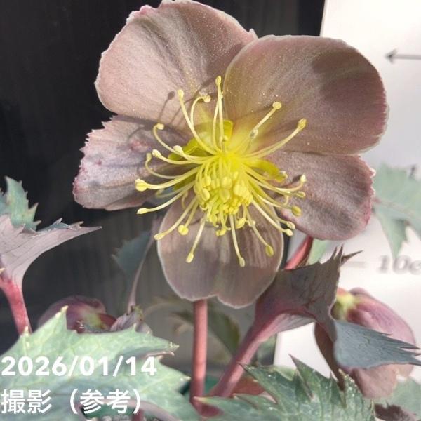 [カラーリーフクリスマスローズ ステルニー ロッキーズ]ロッキーズは、切れ込みの入った葉とシルバーグリーンを基調とした美しい葉色が魅力の品種です。葉にはほのかに赤みや模様が入り、花がない時期でも観賞価値が高く、寄せ植えや庭植えのアクセントと...