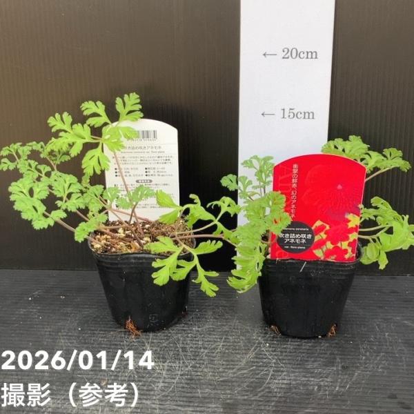 [吹き詰め咲きアネモネ フローレプレノ]フローレプレノは、雄しべと雌しべが完全に花びら化した珍しい八重咲きのアネモネです。深紅をはじめとした華やかな花色と、花びらが幾重にも重なる姿がとても豪華で、春の花壇や寄せ植えの主役になります。草丈は約...