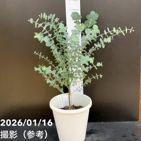 [ユーカリ シネレア]フトモモ科ユーカリノキ属の常緑低木。一般に「銀丸葉ユーカリ」の名前で流通していて、その系統の原種とされています。大きめの丸葉で、白味が強めの白銀色の人気種です。ユーカリの中では比較的耐寒性があり、日本でも育てやすい品種...