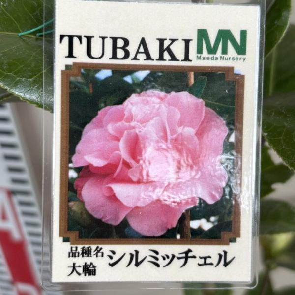 [椿 シルミッチェル]シルミッチェルは、大輪で柔らかなピンク色の八重咲き花を咲かせる美しいツバキです。花びらが幾重にも重なり、まるでバラのような華やかさがあります。開花期は冬から早春にかけてで、寒い季節の庭を明るく彩ります。艶のある濃緑の葉...