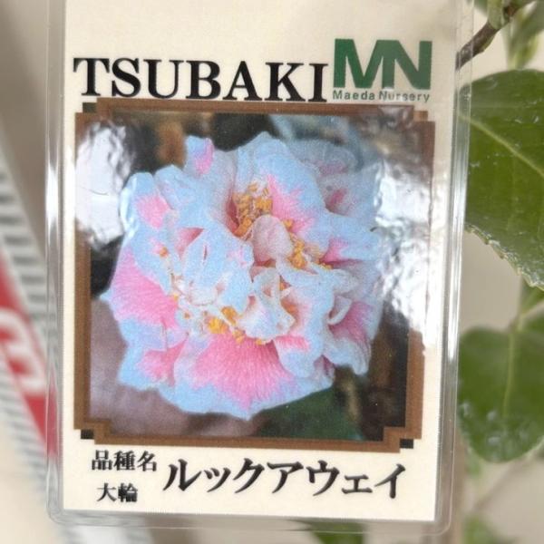 [椿 ルックアウェイ]ルックアウェイは、淡いピンクと白が美しく混ざり合う大輪の八重咲き椿です。花弁の縁にやわらかなフリルが入り、上品で優雅な印象を与えます。冬から早春にかけて開花し、寒い季節に彩りを添えてくれる人気の品種です。存在感がありな...