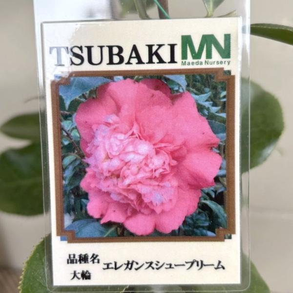 [椿 エレガンスシュープリーム]エレガンスシュープリームは、濃いピンクの八重咲き大輪花が特徴の華やかな洋種ツバキです。花弁が幾重にも重なり、中心部は白みを帯びた優しいグラデーションが美しく、バラのような存在感があります。冬から早春にかけて咲...