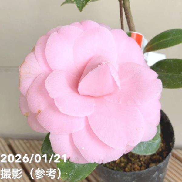 [椿 ツバキ ジュリアウィルソン]ジュリアウィルソンは、やわらかな桃色の花弁で、上品な花姿が魅力の洋種ツバキです。冬から春にかけて開花し、寒い季節の庭や玄関先を明るく彩ります。コンパクトに育ちやすく、鉢植えにも向いているため、限られたスペー...
