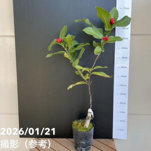 [椿 ツバキ ハイドンキング]ハイドンキングはベトナム原産の珍しいツバキで、別名ベトナムツバキ（Camellia amplexicaulis 'King'）とも呼ばれます。ロウ細工のような肉厚で美しいピンクの花を咲かせ、ベトナムの王室にもあ...