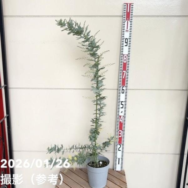 [ミモザ アカシア]マメ科の常緑樹で、レモンイエローの可愛い丸い花を房状に咲かせます。切り花や乾燥させたドライフラワーとしても良く利用されます。比較的直立した樹形に生育します。大きくなると株立ちにもなるのでシンボルツリーとして使うととても庭...