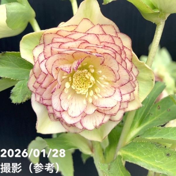 [加藤農園 クリスマスローズ]埼玉県でクリスマスローズの育種・生産・販売を営む加藤農園さんのクリスマスローズです。[育て方]美しい葉が傷まないよう、強い霜と夏場の直射日光は避けてください。強い日差しや暑さに弱いため、夏は木陰や壁際など日当た...