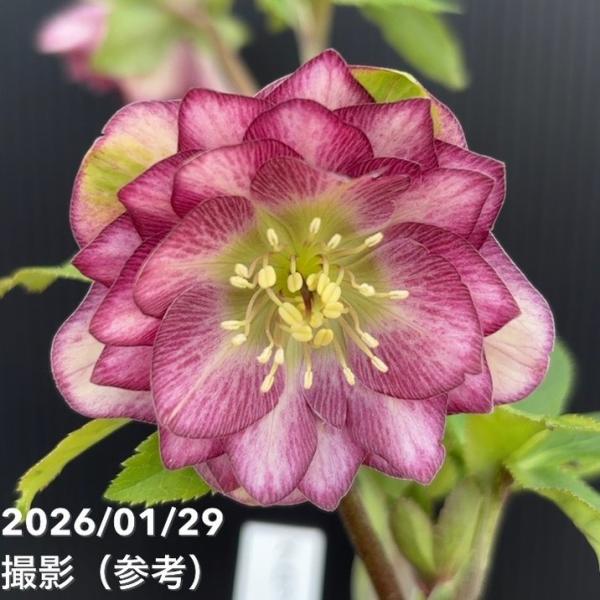 [加藤農園 クリスマスローズ]埼玉県でクリスマスローズの育種・生産・販売を営む加藤農園さんのクリスマスローズです。[育て方]美しい葉が傷まないよう、強い霜と夏場の直射日光は避けてください。強い日差しや暑さに弱いため、夏は木陰や壁際など日当た...