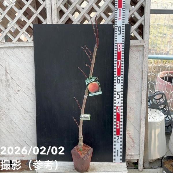 [桃 ひめまるこ（品種特性）]ひめまるこは極早生の白肉桃品種で、6月上旬頃から収穫できる早さが特長です。果実は極早生品種としては比較的大きく、150〜180g前後になり、果皮の着色が良く見た目にも優れます。糖度は13〜15度程度とされ、早生...