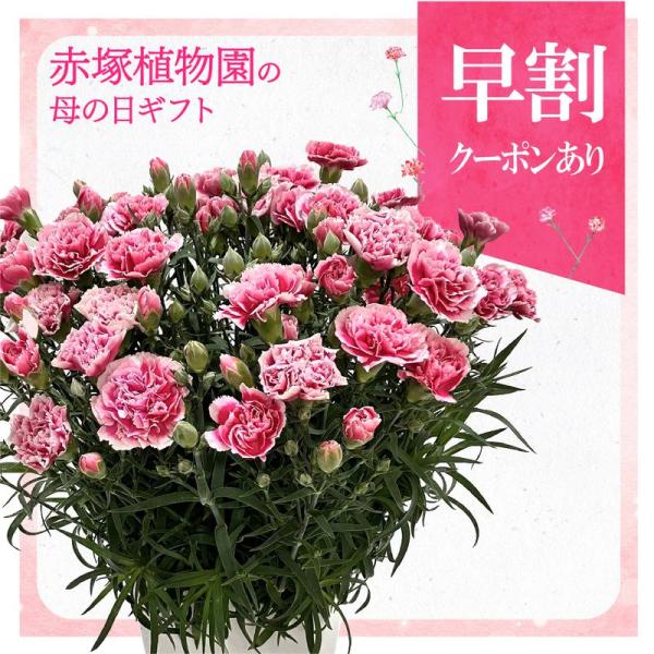 【発売日：2026年05月06日】[カーネーション｜ミルキーリップ]〜愛らしさと上品さと温かさとピンクと白の覆輪の大輪で、ボリュームもしっかりと感じながらも愛らしさや上品さを併せ持つカーネーションです。柔らかで、優しく、でもしっかりと家族を...