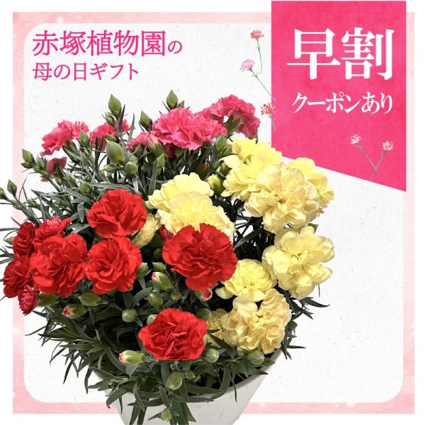 【発売日：2026年05月06日】[カーネーション｜クレア]〜濃淡のピンクが織りなす色彩の変化が美しい「クレア」は、濃いピンクから淡い色へと変化するドラマチックなグラデーションが魅力です。繊細なフリル状の花びらが重なり合う姿は、華やかさと大...