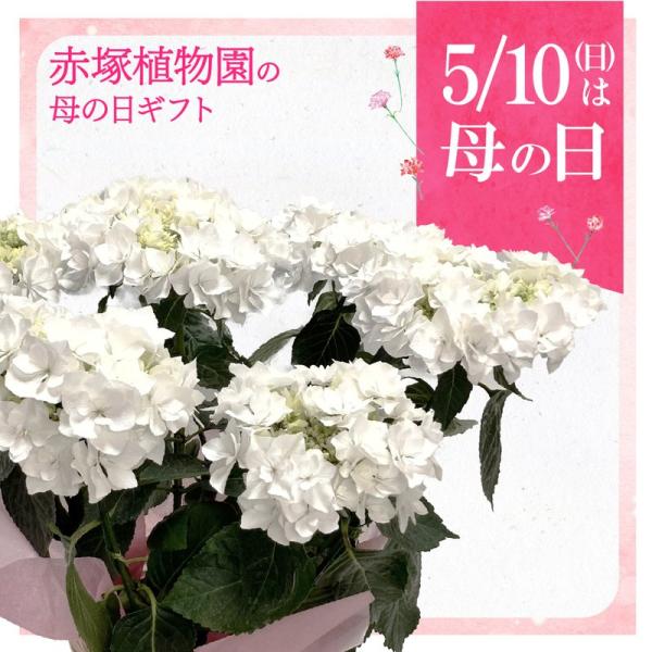 【発売日：2026年05月06日】[アジサイ｜プロポーズフォーユー]〜想いを重ねる八重の輝き。大切な人へ一生の愛を誓う、ロマンチックなアジサイその名の通り「プロポーズ」をテーマにした、贈り物にふさわしい華やかな品種です。幾重にも重なる八重咲...