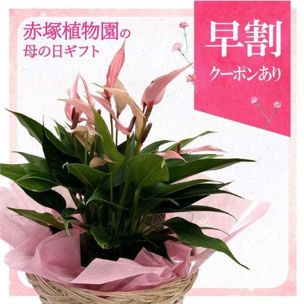 【発売日：2026年05月06日】[アンスリウム｜リリー]〜凛と咲く、細身のシルエット。可憐で上品な、淡いピンクの新感覚アンスリウム細長い花形（仏炎苞）が特徴のスタイリッシュな品種です。その名の通り「ユリ」のようにシャープで洗練されたフォル...