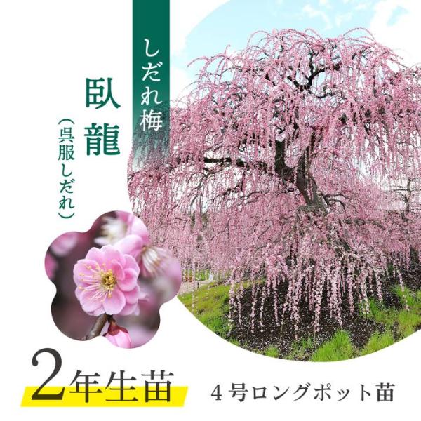 サイズ：4号ロングポット苗  2年生苗※接ぎ木お届け時期：随時※お届け時につぼみ・花が落ちる場合がございます。また、箱に入らない枝の一部を選定させていただく場合もございます。予めご了承ください。[臥龍（呉服しだれ）]花：淡紅色、八重咲、野梅...