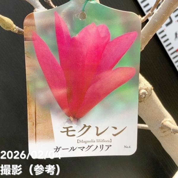 [モクレン ガールマグノリア]モクレン ガールマグノリアは、春先にチューリップのような丸みのある花を咲かせるコンパクトなモクレンです。従来のモクレンより樹高が抑えられ、鉢植えや小さな庭でも育てやすい点が魅力です。花色はやさしいピンク系で、開...