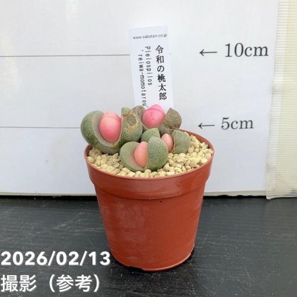 ［プレイオスピロス 令和の桃太郎]プレイオスピロス「令和の桃太郎」は、丸くふっくらとした葉の中央から桃色の新芽が顔を出すユニークな多肉植物です。灰緑色の葉にピンク色が映え、まるで桃のような愛らしい姿が人気です。成長はゆっくりで、コンパクトな...