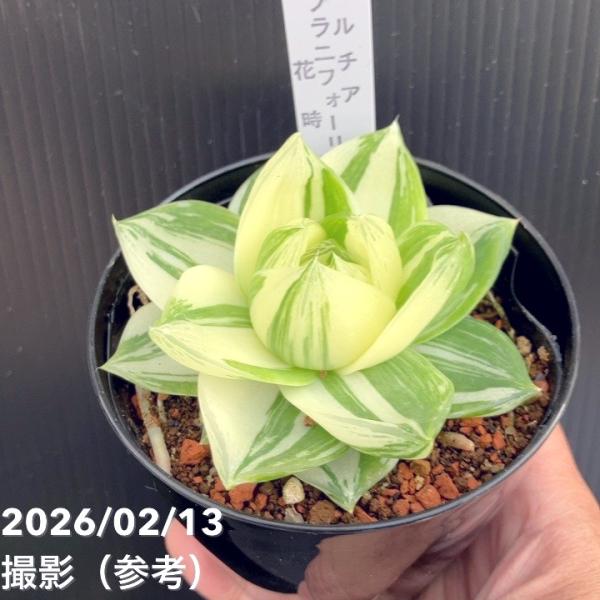 [ハオルチア 花時計]ハオルチア「花時計」は、透明感のある葉先と美しい rosette（ロゼット）形が特徴の多肉植物です。葉の先端が光を通し、まるでガラス細工のような繊細な美しさを持ちます。成長はゆっくりで、コンパクトなサイズ感のため、窓辺...