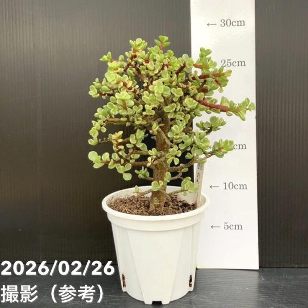 [ポーチュラカリア 雅楽之舞]ポーチュラカリア 雅楽之舞（Pailulacaria afra var. foliis-variegatis）は、明るい斑入りの小葉が美しい多肉性の低木です。赤みを帯びた茎と、ピンクやクリーム色の斑入り葉のコン...