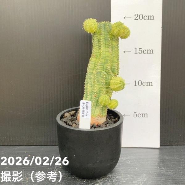 [ユーフォルビア・オベサ梵天錦]ユーフォルビア・オベサ梵天錦は、ユーフォルビア・オベサの斑入り変異種で、美しい黄緑色とクリーム色のマーブル模様が魅力的な多肉植物です。「梵天」と呼ばれる独特の球状突起が生じ、個体ごとに形が異なるため、コレクタ...