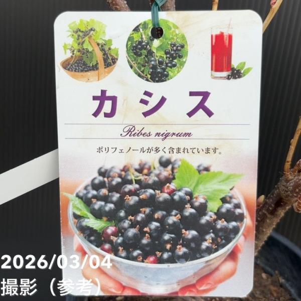 [カシス 大株]カシス（Ribes nigrum）大株は、黒い小粒の果実を房状に実らせる果樹で、酸味とベリー系の深い旨みが特徴です。樹勢が強く豊産性で家庭菜園や鉢植えでも収穫が楽しめます。 ジャムや加工、冷凍保存にも向き、観賞価値もある落葉...