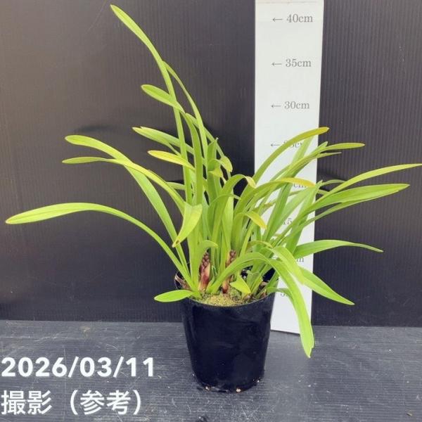 [キンリョウヘン]日本ミツバチを使った養蜂を始めるにあたって、とても大切な蘭(ラン)です。一般的には、シンビジュームのデボニアナムとミスマフェットと合わせて、「ミツバチ蘭」や「ミツバチ誘引蘭」という呼び名で知られています。自然開花時期は、主...