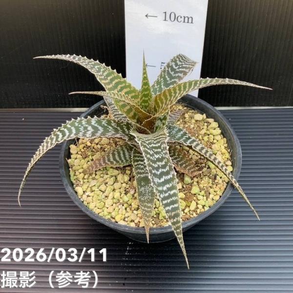 [オルソフィツム グルケニー]オルソフィツム グルケニーは、ブラジル原産のブロメリア科の植物で、細長い葉に入る白い横縞模様が美しい観葉植物です。鋭く伸びる葉がロゼット状に広がり、スタイリッシュで個性的な姿が魅力です。乾燥にも比較的強く、イン...