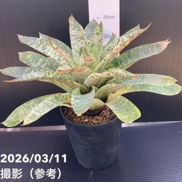 [フリーセア ギガンティア ノバ]フリーセア ギガンティア ノバは、ブロメリア科の中でも大型で迫力のある葉姿が魅力の観葉植物です。緑色の葉に細かな斑点模様が入り、放射状に広がるロゼット状の姿が美しく、インテリアグリーンとして存在感を放ちます...