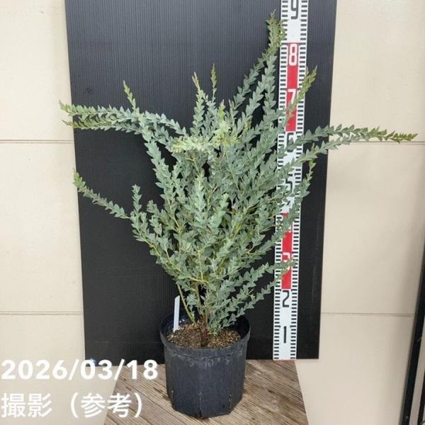 [三角葉アカシア]「三角葉アカシア」は、アカシア科の落葉小高木で、学名は「Acacia trinervis」です。原産地はオーストラリアで、乾燥地帯や砂漠地帯に自生しています。三角形の小さな葉が枝に互生し、黄色い小さな花を咲かせます。下から...