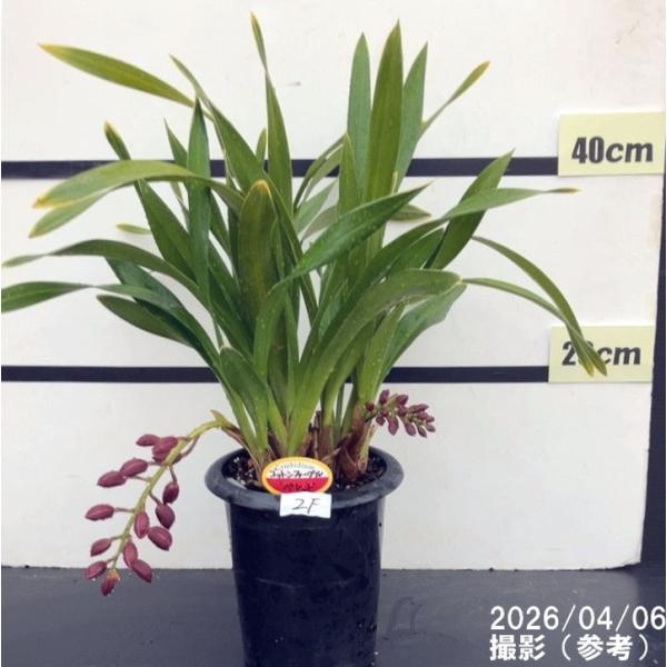 [シンビジューム フォアゴットンフルーツとは]シンビジューム フォアゴットンフルーツは、他のミツバチ誘引蘭同様キンリョウヘンの血をひいており、その性質が色濃く出ているシンビジュームの一つです。一般に誘引蘭として知られる品種と比べるとその効果...