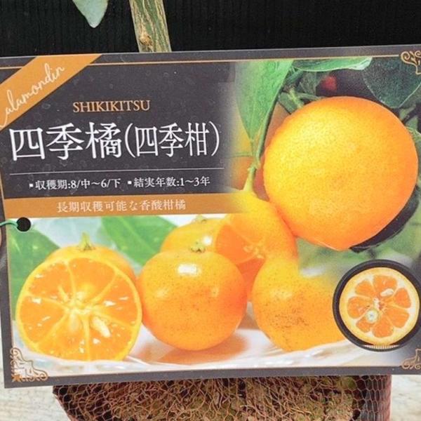 [四季橘（四季柑）]四季橘（四季柑）は、年間を通して花と実が楽しめる珍しい柑橘で、小ぶりな果実が次々と実る観賞価値の高い果樹です。果肉はオレンジ色で爽やかな酸味が特徴で、ジュースや料理にも利用できます。コンパクトな樹形で鉢植えにも適し、初心...