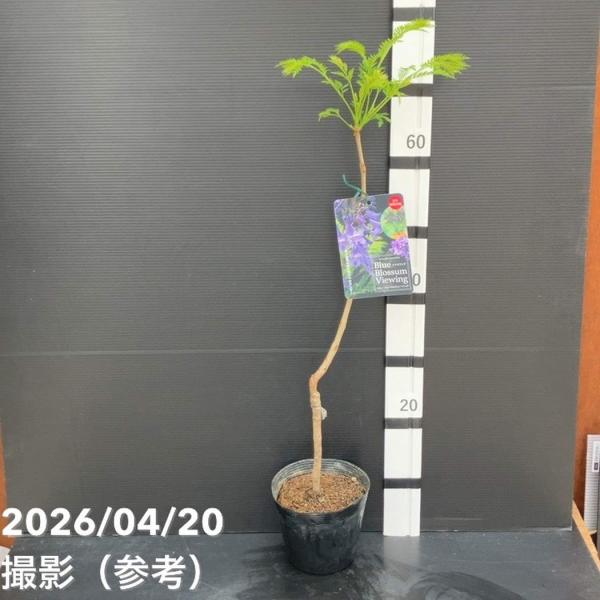 [ジャカランダ ブルーブロッサムビューイング]ジャカランダ ブルーブロッサムビューイングは、涼しげな青紫色の花を咲かせる人気の花木で、春から初夏にかけてやさしい色合いの花を楽しめます。一般的なジャカランダよりもコンパクトにまとまり、鉢植えで...