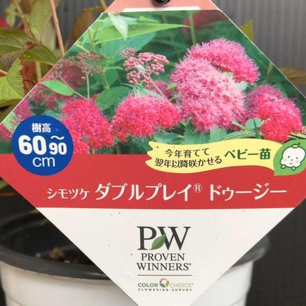 [シモツケ ダブルプレイ ドゥージー]バラ科シモツケ属の耐寒性落葉低木で、鮮やかなピンクレッドの花を長期間楽しめる人気の品種です。晩春から秋にかけて次々と花を咲かせ、こんもりとまとまる株姿で庭や鉢植えを華やかに彩ります。季節ごとに変化する葉...