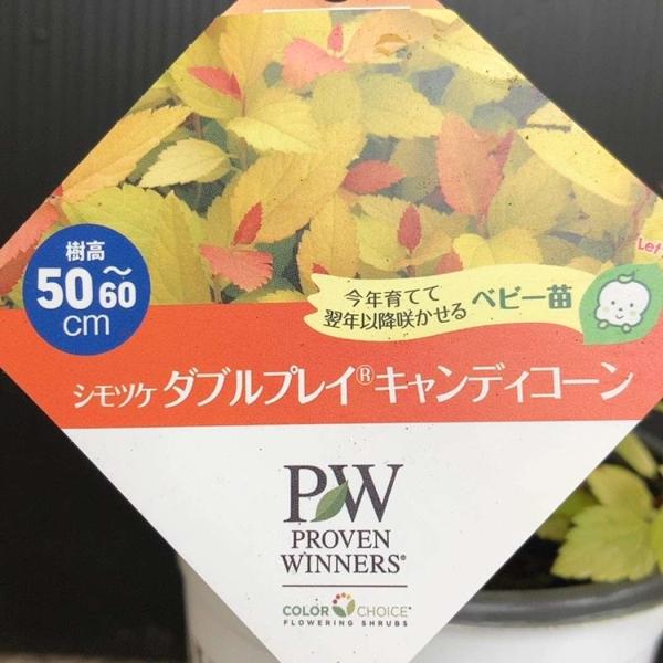 [シモツケ ダブルプレイ キャンディコーン]バラ科シモツケ属の耐寒性落葉低木で、季節ごとに変化する葉色が魅力のカラーリーフ品種です。春の新芽は赤く色づき、やがて黄色、夏にはライムグリーンへと移り変わるグラデーションが美しく、長期間観賞を楽し...
