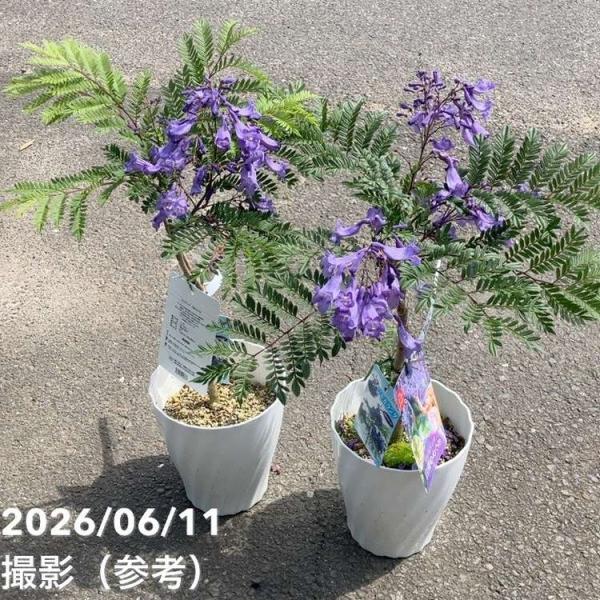 [ジャカランダ 日南のめぐみ]ジャカランダ 日南のめぐみは、ジャカランダの矮性品種からの枝変わり選抜種です。花数が多く、返り咲き性を持つのが特徴で、成木になる３〜４年後には、年２〜3回の開花を楽しめます。鉢植え、地植えともにコンパクトに育つ...