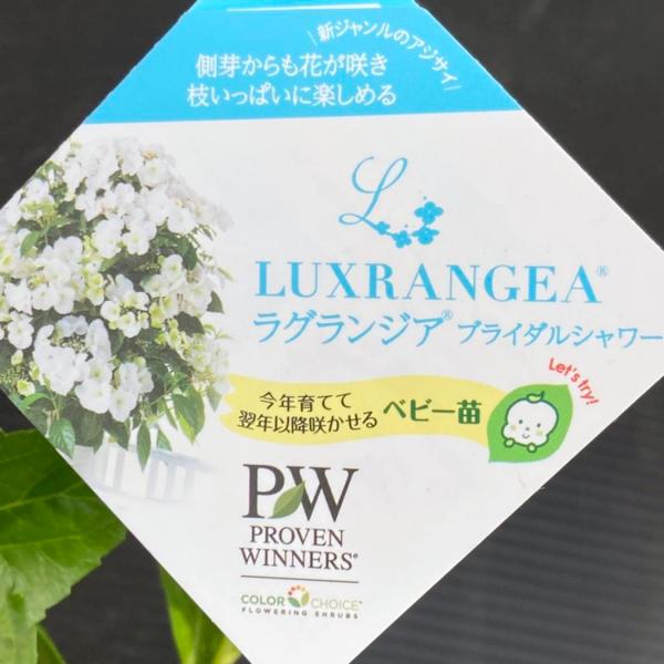 [アジサイ　ラグランジア　ブライダルシャワー]常識を覆す新ジャンルあじさい すべての側芽が花になるラグジュアリーなハイドランジア！分類：アジサイ科アジサイ属学名：Hydrangea hybridすべての側芽（枝につく芽）に花がつくラグランジ...