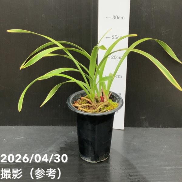 [キンリョウヘン]日本ミツバチを使った養蜂を始めるにあたって、とても大切な蘭(ラン)です。一般的には、シンビジュームのデボニアナムとミスマフェットと合わせて、「ミツバチ蘭」や「ミツバチ誘引蘭」という呼び名で知られています。自然開花時期は、主...
