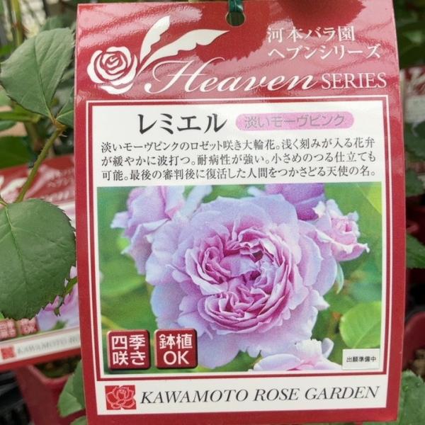 [レミエル Ramiel]藤色トーンの淡いピンク色のロゼット咲き。花弁に浅く刻みが入り、やや波打つ。しなやかに伸びた枝先に単花咲き〜数輪の花が咲く。トゲはやや少なめで、耐病性が強い。夏以降は勢いのよいシュートが背丈ほどに伸びる。冬の強剪定で...