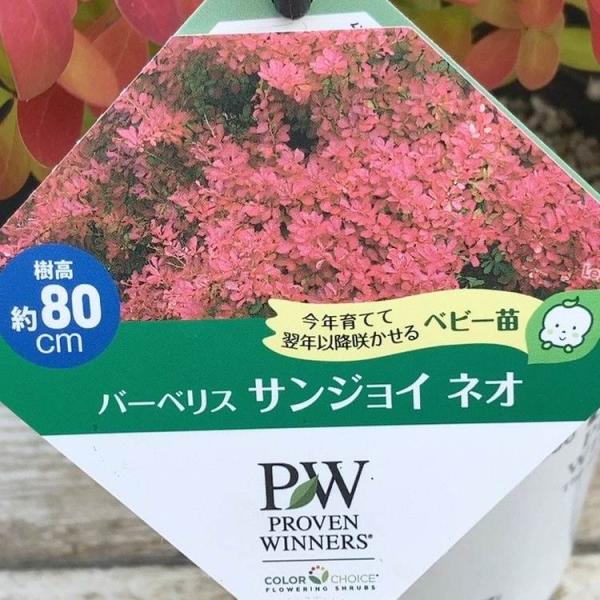 [PW バーベリス サンジョイ ネオ]PW バーベリス サンジョイ ネオは、コンパクトにまとまる落葉低木で、美しい赤紫色の葉が特徴です。春には新芽が鮮やかに芽吹き、秋にはより深みのある紅葉が楽しめ、1年を通してカラーリーフとして庭を彩ります...