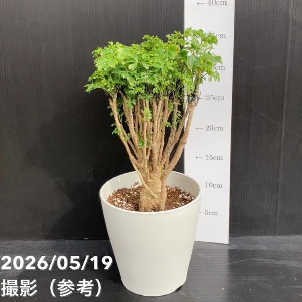 [ポリシャス パセリ]細かく切れ込んだパセリのような葉が特徴的なボリューム感のあるポリシャスです。[ポリシャス]学名：Polyscias和名：タイワンモミジ科名 / 属名：ウコギ科 / タイワンモミジ属台湾では「富貴樹」と呼ばれる縁起物です...