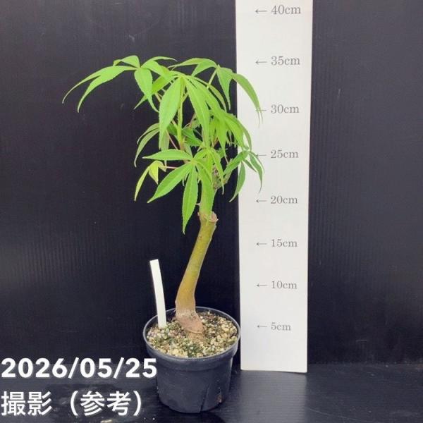 [トックリキワタ（徳利木綿）]南米原産、アオイ目アオイ科（パンヤ科）の落葉高木。原産地では12月から1月にかけて（沖縄では9月から12月頃）ピンクの花を咲かせます。その様子が桜に似ていることから『南洋桜』とも呼ばれ、ブラジルでは日本の桜の代...