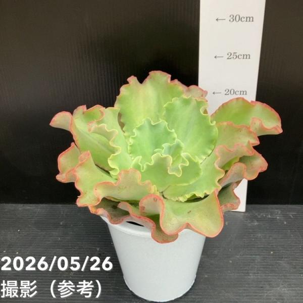 [エケベリア 高砂の翁]高砂の翁は、波打つフリル状の肉厚な葉をロゼット状に広げる、人気のエケベリアです。葉色は淡いグリーンを基調に、環境や季節によって縁がほんのりピンク色に染まることがあります。エケベリアの中でも大きく育ちやすく、成長するご...