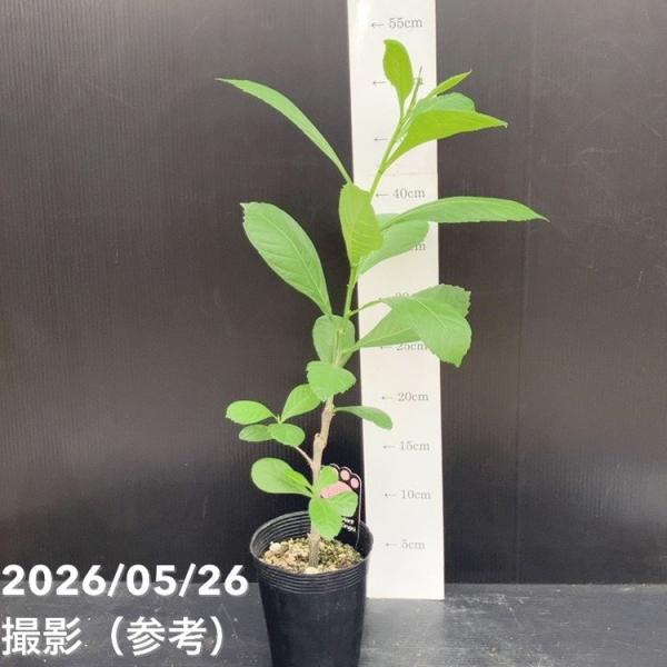 [バオバブの木]バオバブの木は、太い幹に水を蓄えるユニークな植物で、乾燥地帯に自生する生命力の強さが魅力です。ぽってりとした幹と個性的な樹形は存在感があり、インテリアグリーンとして人気があります。日当たりと暖かい環境を好み、比較的育てやすい...