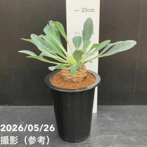 [ユーフォルビア 鉄甲丸 実生]ユーフォルビア 鉄甲丸は、亀甲状に隆起した塊根部と放射状に広がる葉姿が魅力の人気コーデックスです。実生株ならではの自然な樹形と力強いフォルムを楽しめ、育てるほどに味わい深い姿へ成長します。独特な幹肌とスタイリ...