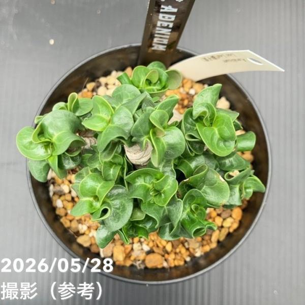 【発売日：2022年07月06日】[アデニウム ライオンリーフ]アデニウム ライオンリーフは、塊根植物ならではのぷっくりとした幹と、ライオンのたてがみを思わせる独特な葉姿が魅力の希少品種です。エキゾチックな雰囲気があり、インテリアグリーンや...