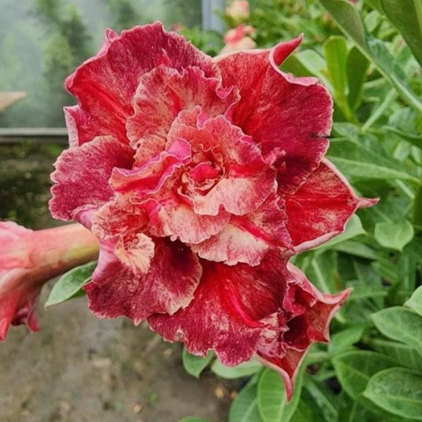 【発売日：2022年07月06日】[アデニウム オベスム]アデニウム(adenium)の仲間は、南アフリカ、南西アフリカ、ソコトラ島、アラビア半島原産です。美しい花が咲くものが多いため、特に原産地周辺では、大変人気があり、交配育種が進んでい...