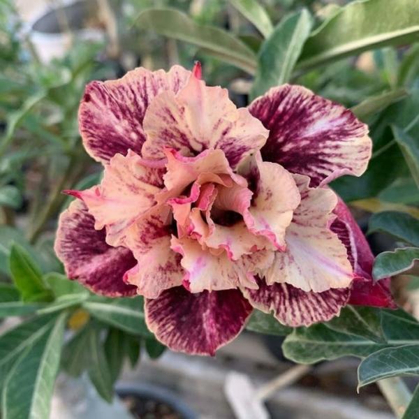 【発売日：2022年07月06日】[アデニウム オベスム]アデニウム(adenium)の仲間は、南アフリカ、南西アフリカ、ソコトラ島、アラビア半島原産です。美しい花が咲くものが多いため、特に原産地周辺では、大変人気があり、交配育種が進んでい...