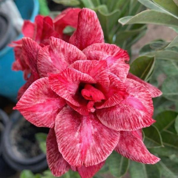 【発売日：2022年07月06日】[アデニウム オベスム]アデニウム(adenium)の仲間は、南アフリカ、南西アフリカ、ソコトラ島、アラビア半島原産です。美しい花が咲くものが多いため、特に原産地周辺では、大変人気があり、交配育種が進んでい...