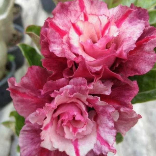 【発売日：2022年07月06日】[アデニウム オベスム]アデニウム(adenium)の仲間は、南アフリカ、南西アフリカ、ソコトラ島、アラビア半島原産です。美しい花が咲くものが多いため、特に原産地周辺では、大変人気があり、交配育種が進んでい...