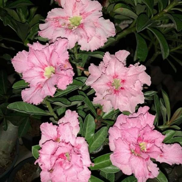 【発売日：2022年07月06日】[アデニウム オベスム]アデニウム(adenium)の仲間は、南アフリカ、南西アフリカ、ソコトラ島、アラビア半島原産です。美しい花が咲くものが多いため、特に原産地周辺では、大変人気があり、交配育種が進んでい...