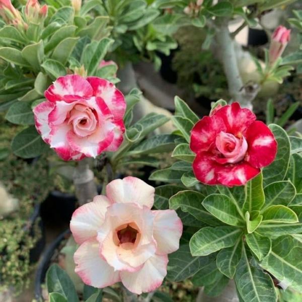 【発売日：2022年07月06日】[アデニウム オベスム]アデニウム(adenium)の仲間は、南アフリカ、南西アフリカ、ソコトラ島、アラビア半島原産です。美しい花が咲くものが多いため、特に原産地周辺では、大変人気があり、交配育種が進んでい...